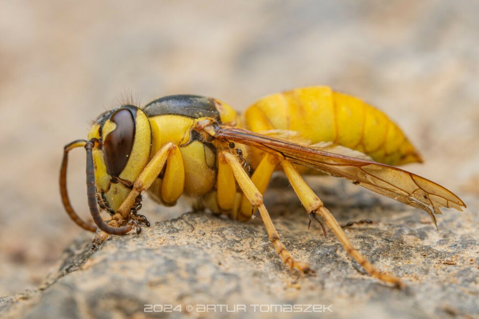 Reconocer a los avispones de España | AEA El Bosque Animado