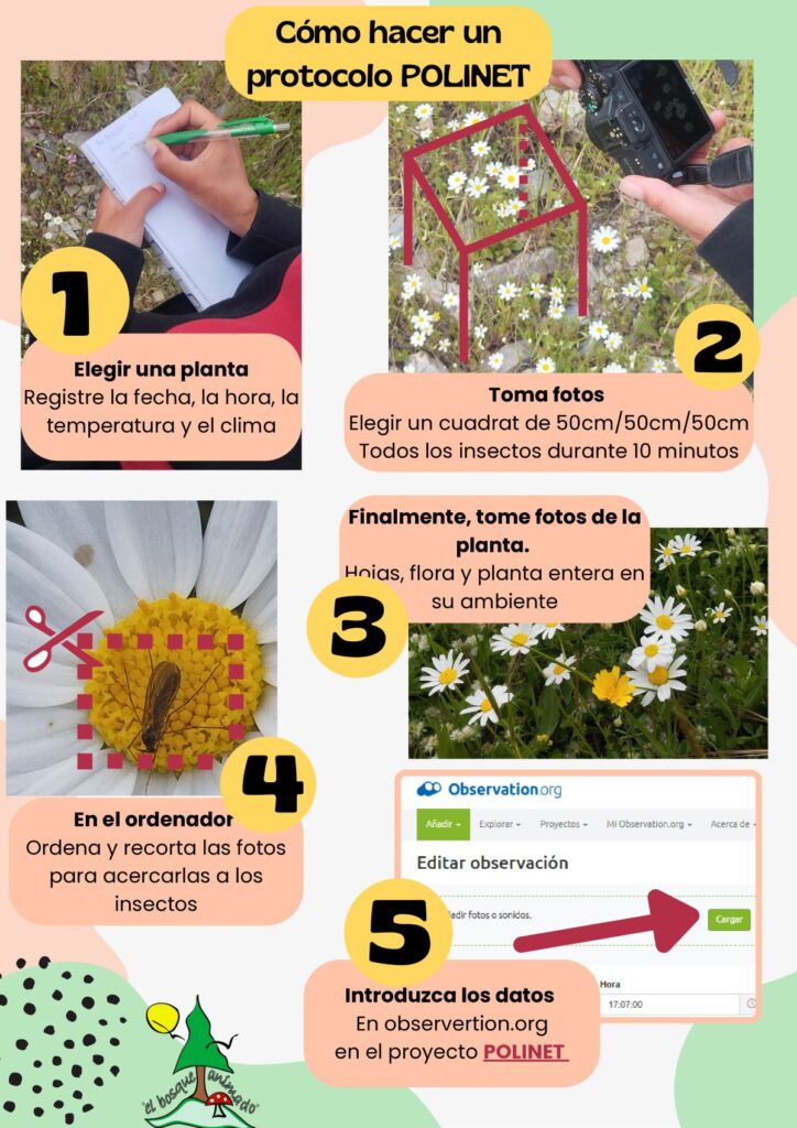 Protocolo POLINET - AEA El Bosque Animado